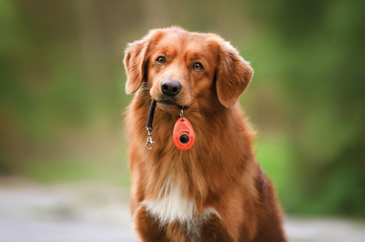 Clicker Training Basics - Grit